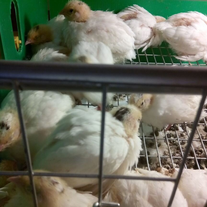 Перепелиное яйцо техасец