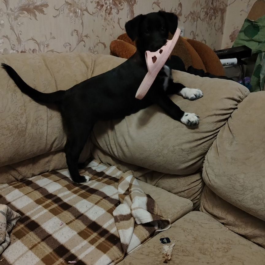 Лабрадор-ретривер, щенок