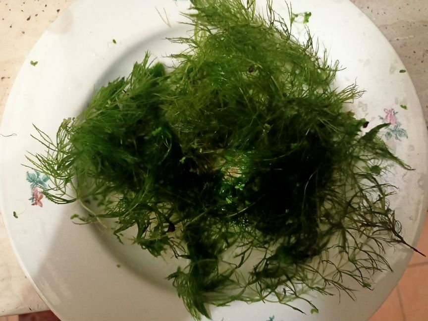 Роголистник