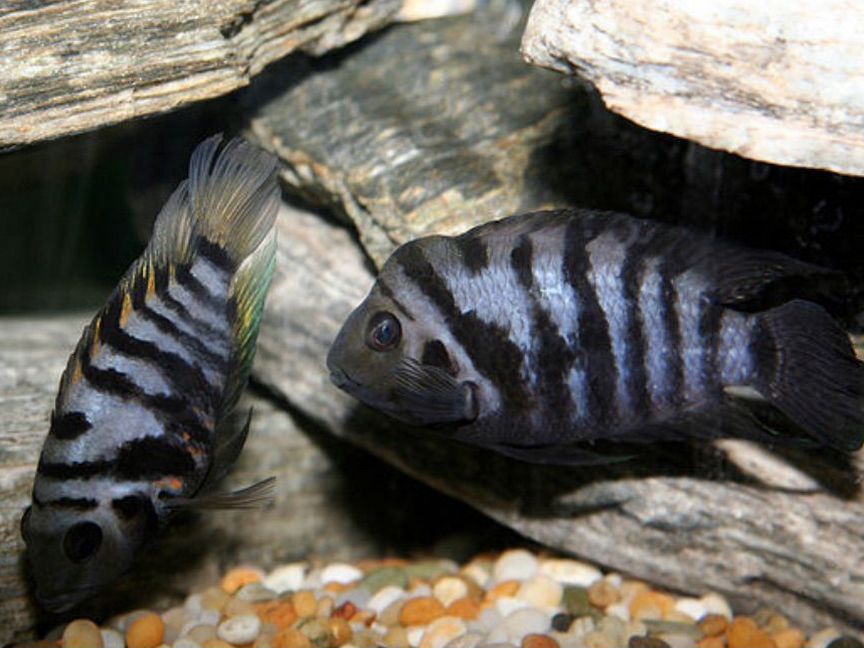 Американские цихлиды