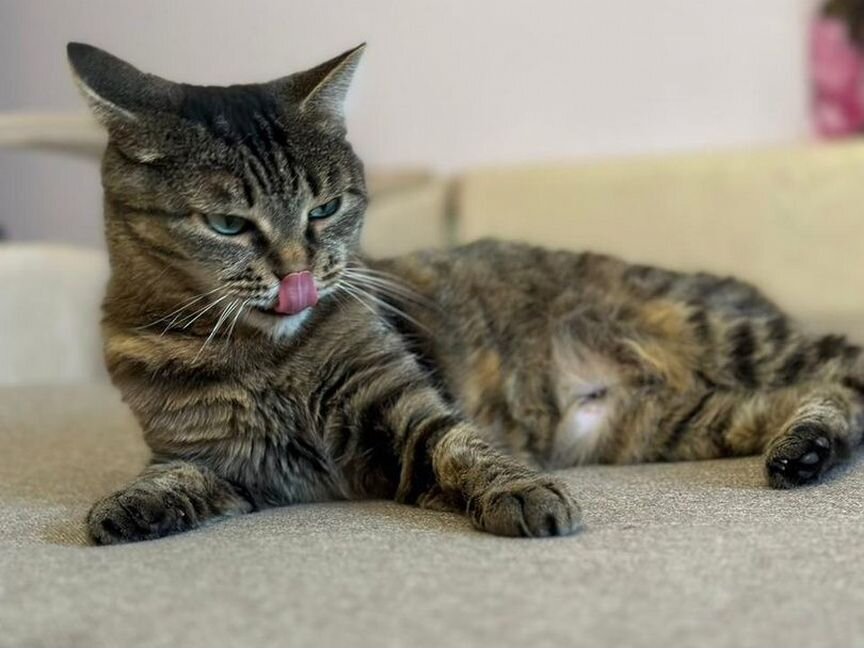 Кошка Кейси
