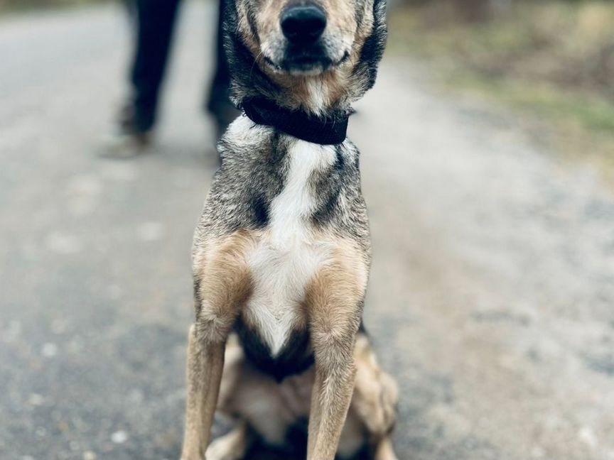 Собака