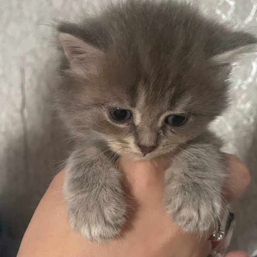 Котята шотландцы