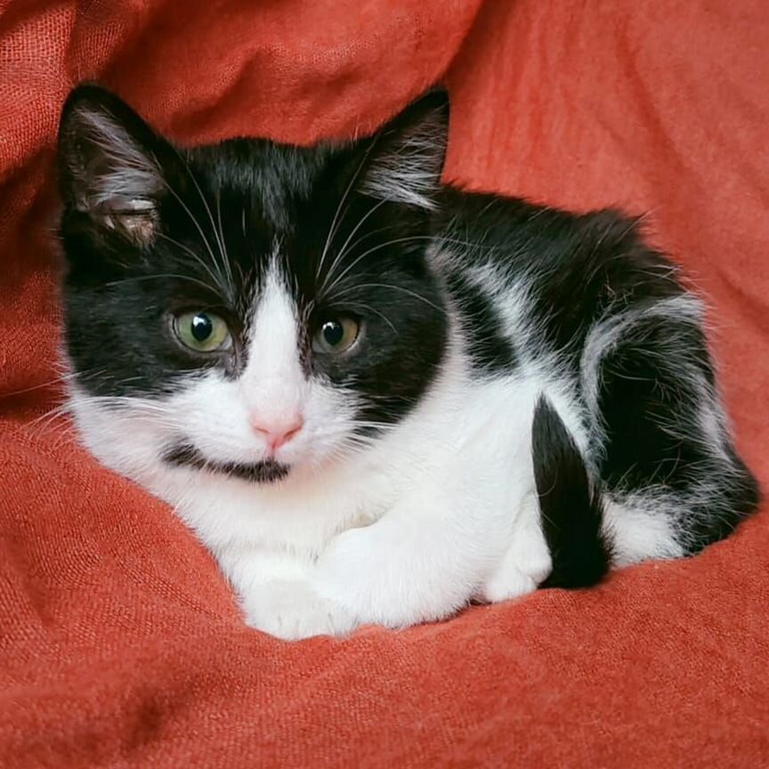 Котёнок в добрые руки