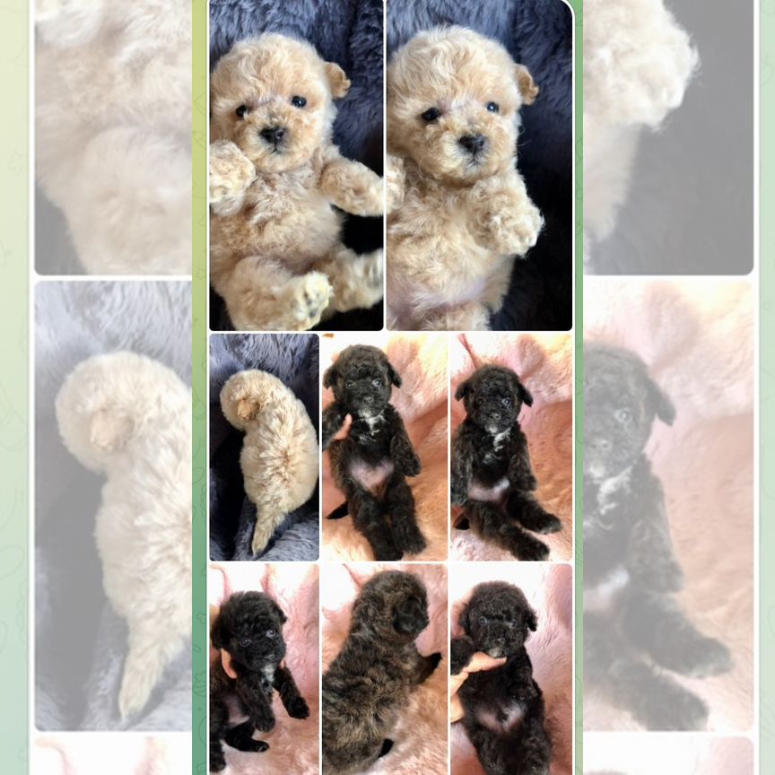 Той-пудель, щенок