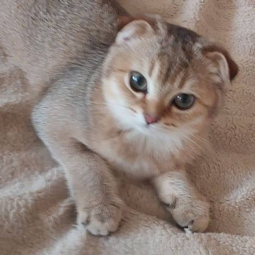Шотландский вислоухий короткошёрстный котёнок