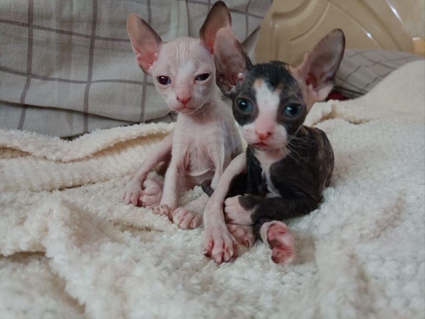Котята сфинкс