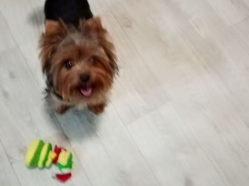 Йоркширский терьер мини беби фейс