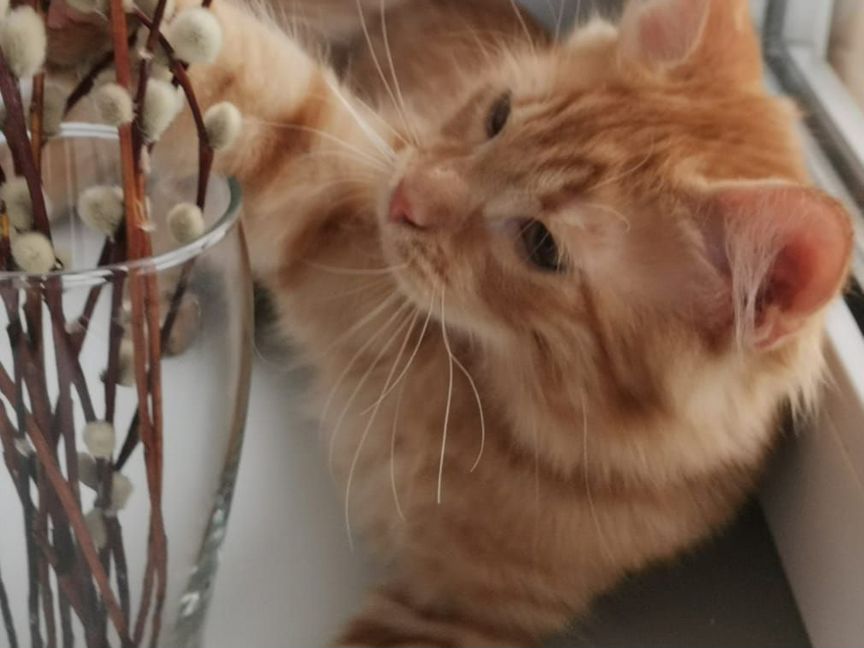 Рыжий котик ищет хозяина