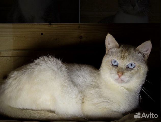 Кошечки и котики в дар