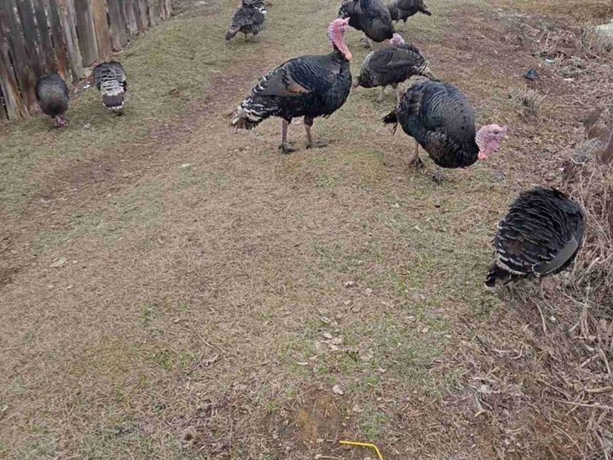 Индюк и индейки