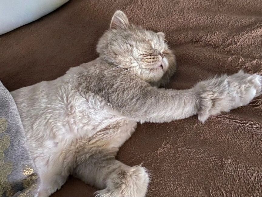 Кошка