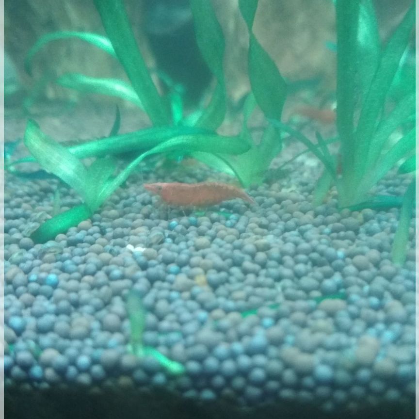 Аквариумные креветки