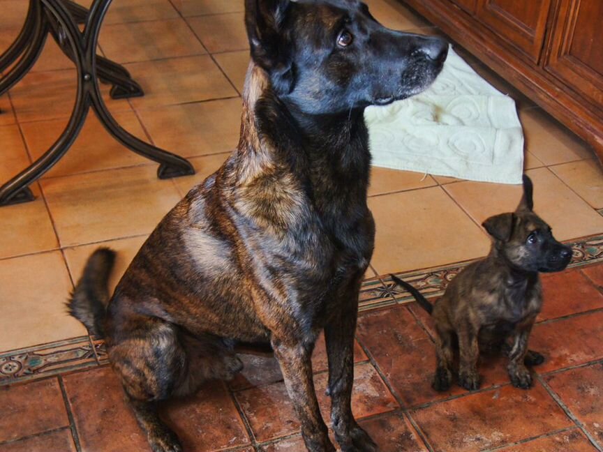 Европейские тигровые овчарки супер щенки Хердер