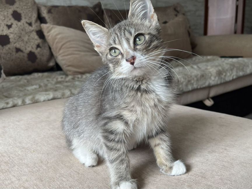 В добрые руки котенок