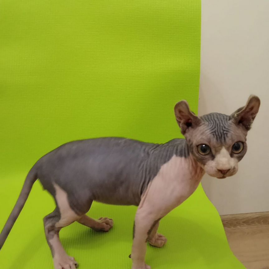 Канадский сфинкс эльф котенок