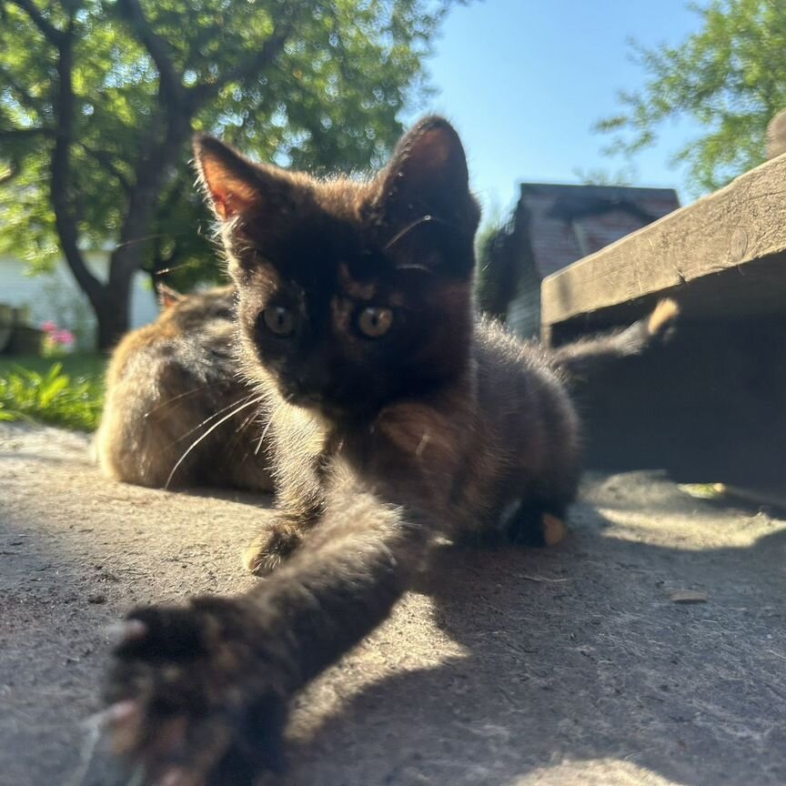Подпалый котенок в добрые руки