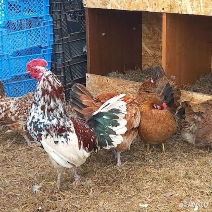 Яйца инкубационные (бентамки)