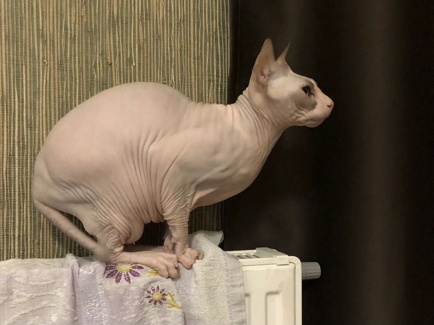 Канадский сфинкс