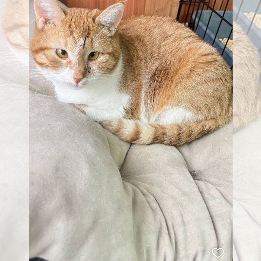 Котенок в добрые руки