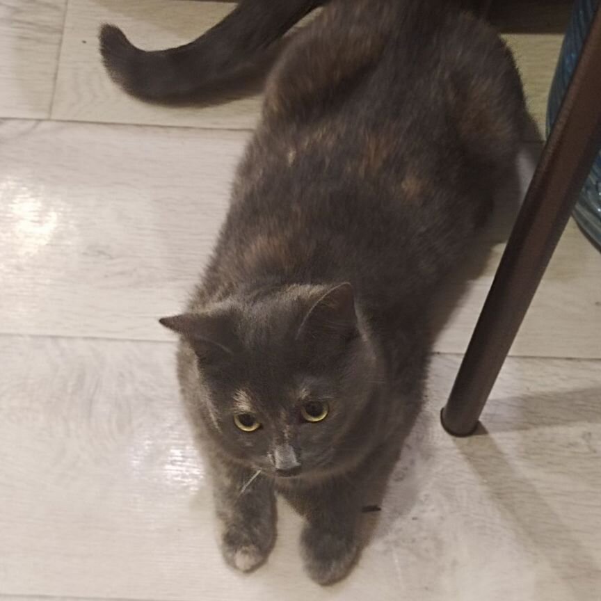 Взрослая, кошка в добрые руки