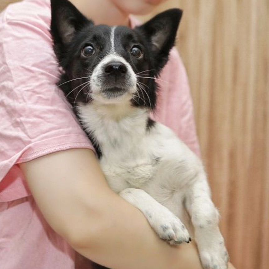 Щенок в добрые руки