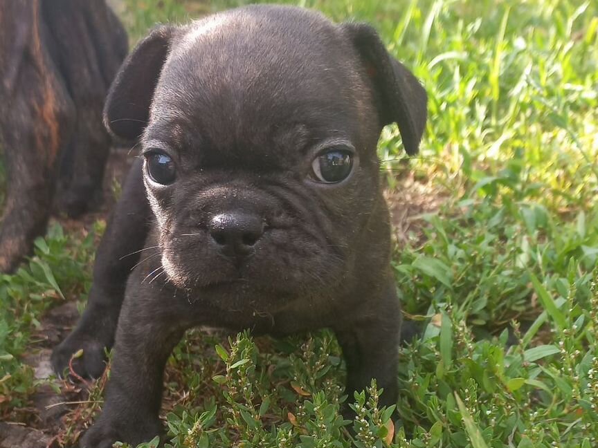 Французский бульдог щенки