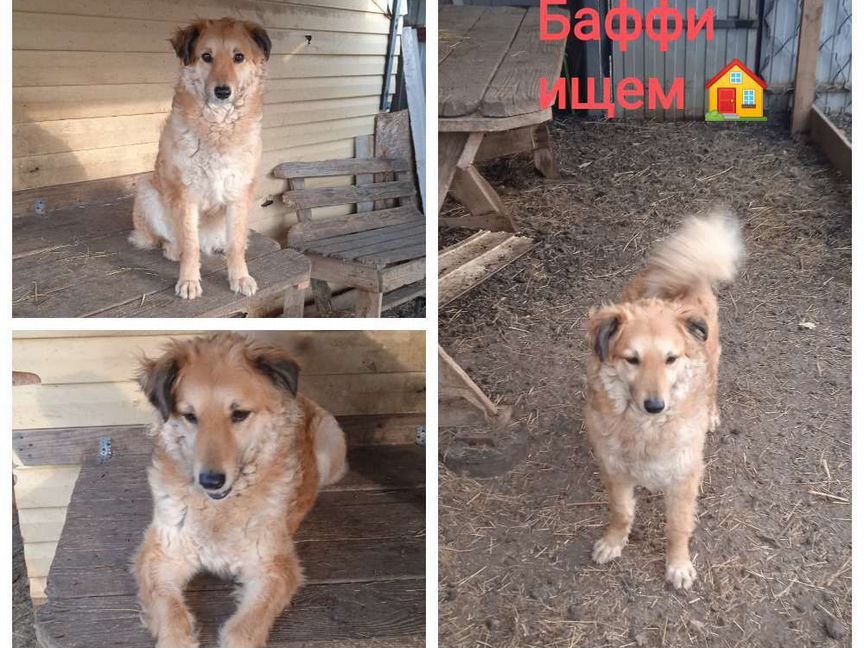 Баффи в добрые руки