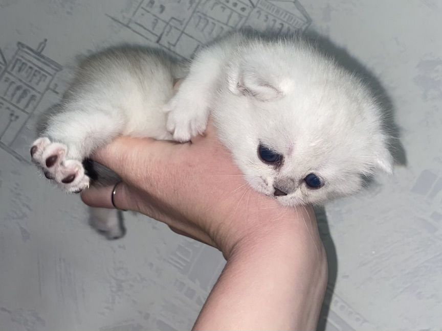 Котята