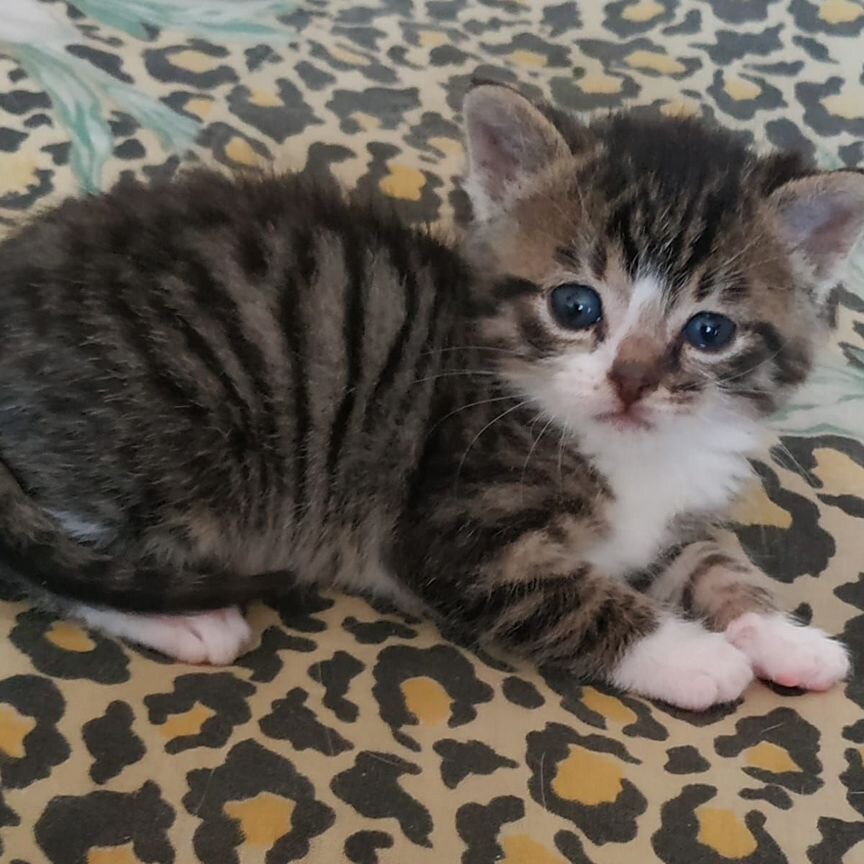 Отдам бесплатно котëнка