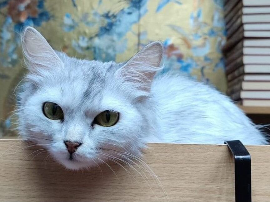 Кошка снежная турецкая