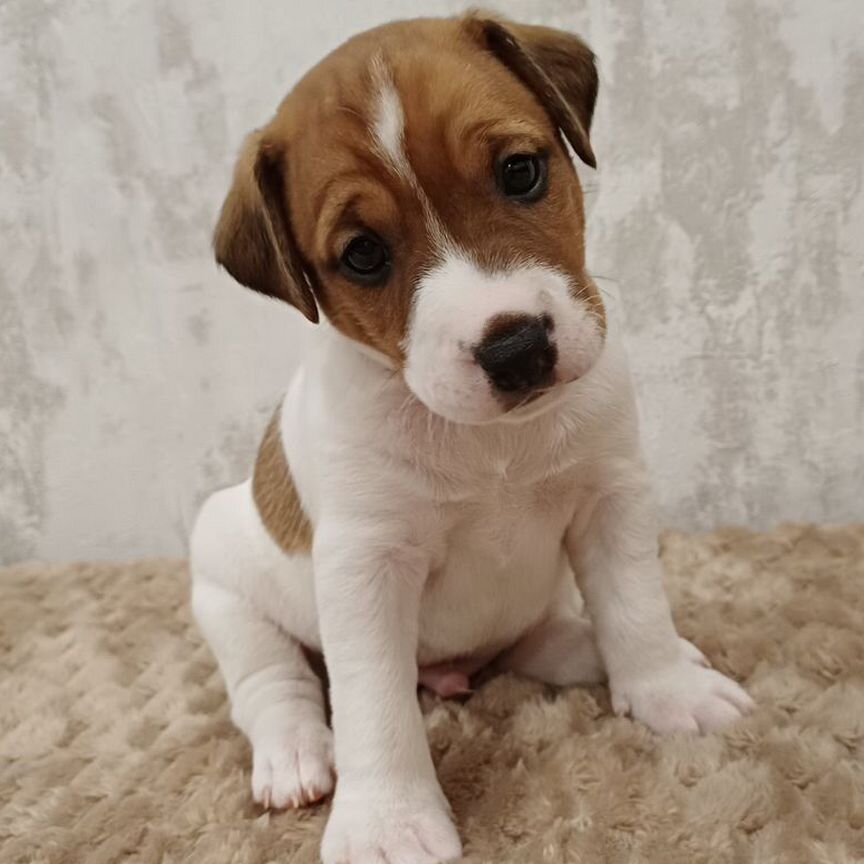 Джек-рассел-терьер, щенок