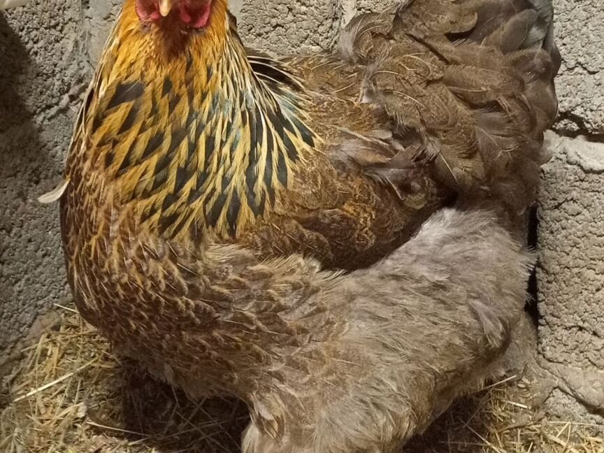 Куры брама семья