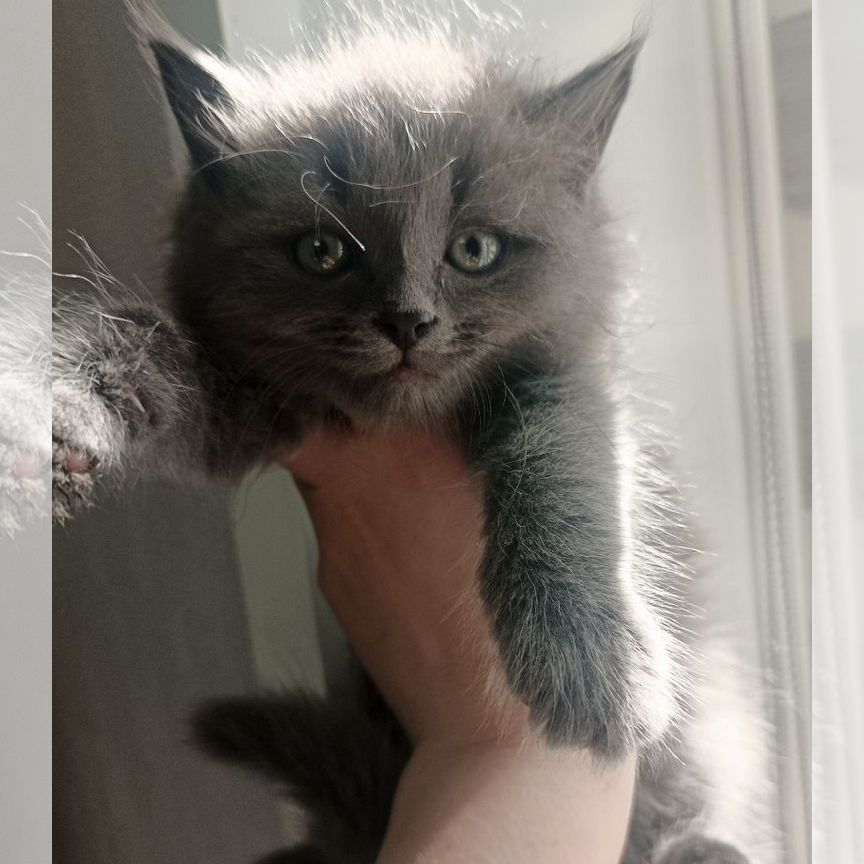 Мейн-кун котёнок