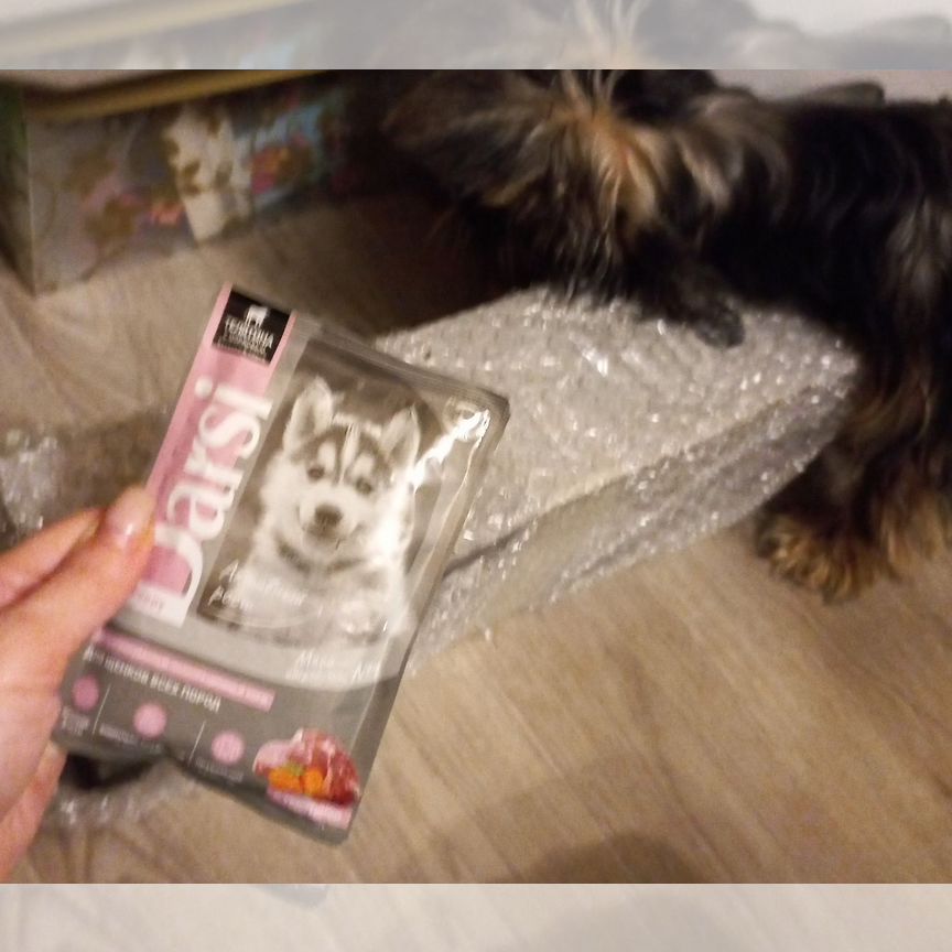 Корм для собак