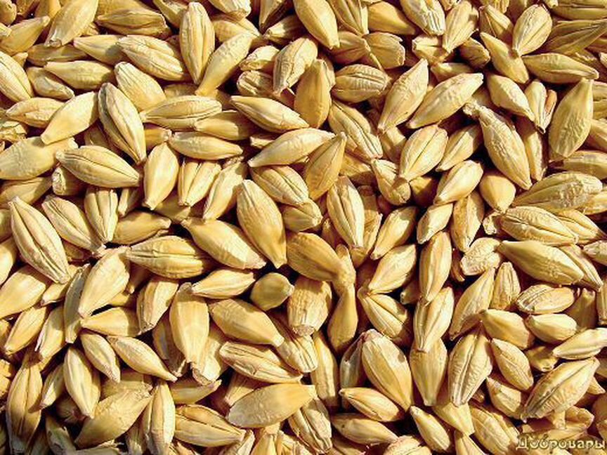 Зерно пшеница ячмень