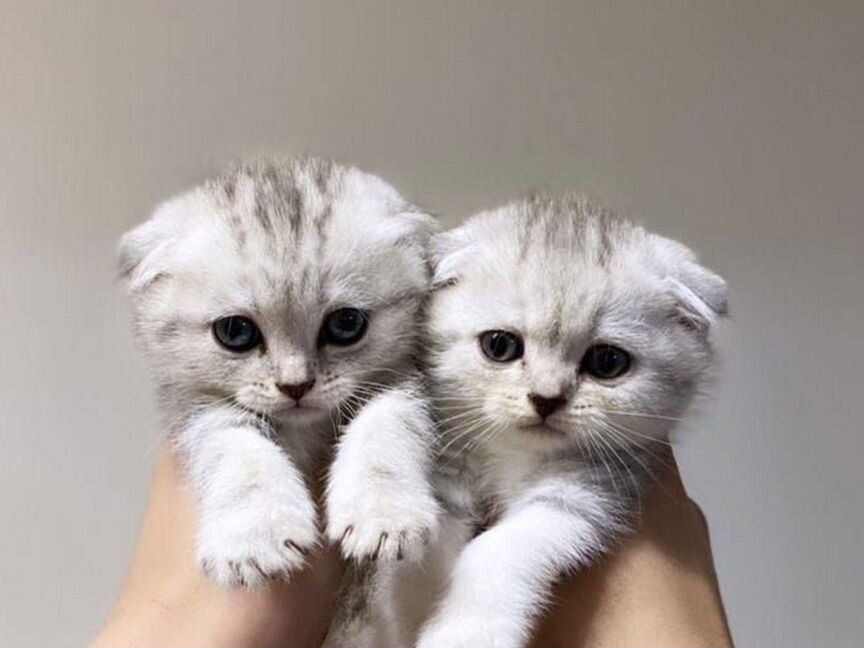 Шотландские серебристый табби котята