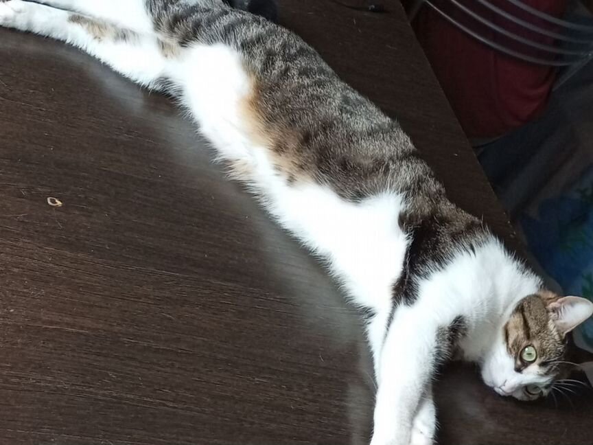 Котик в дар