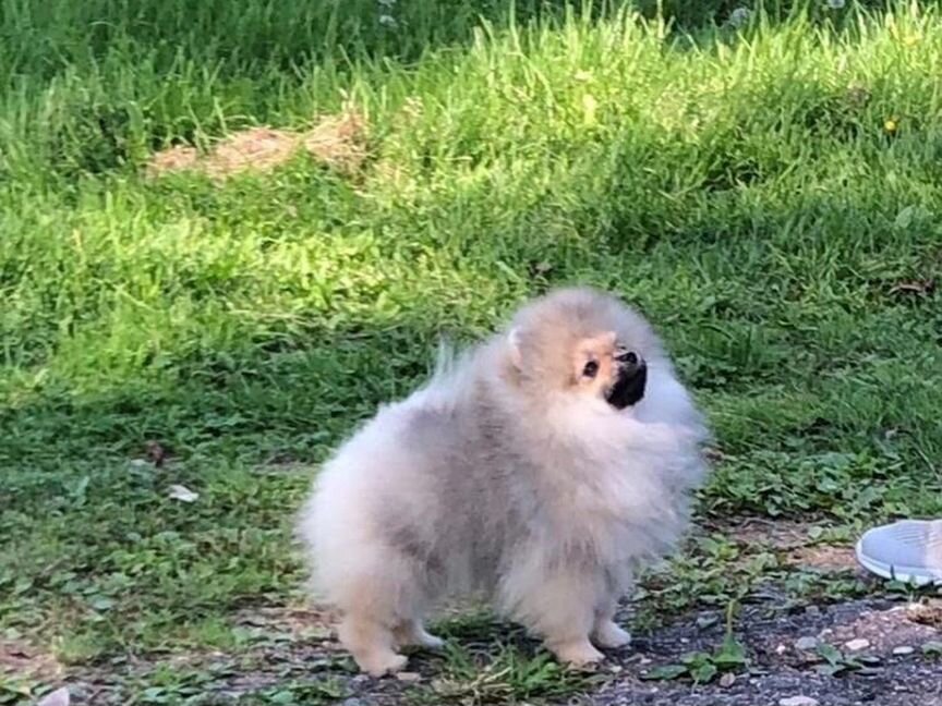 Щенки шпица