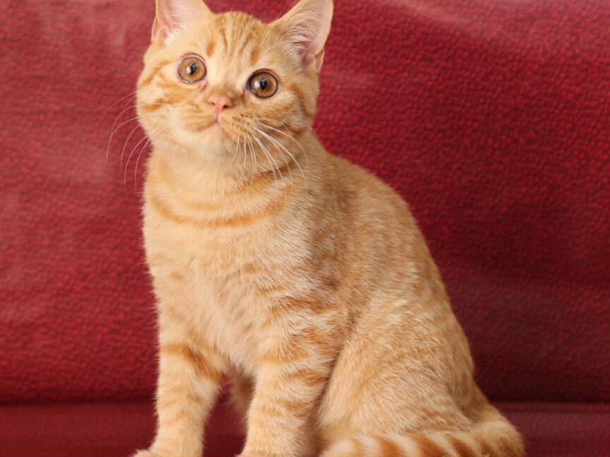Британский котенок красного окраса