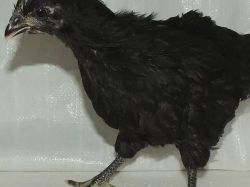 Цыплята московской чёрной 1 и 2 мес