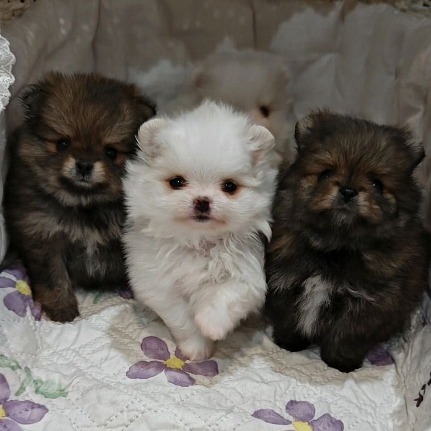 Померанский шпиц, щенок