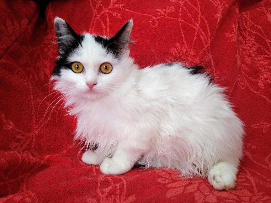 Котёнок, девочка, 3 мес., в добрые руки