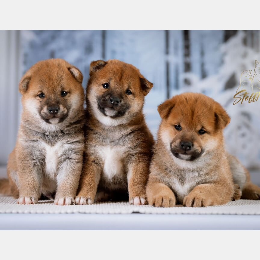 Сиба ину щенки