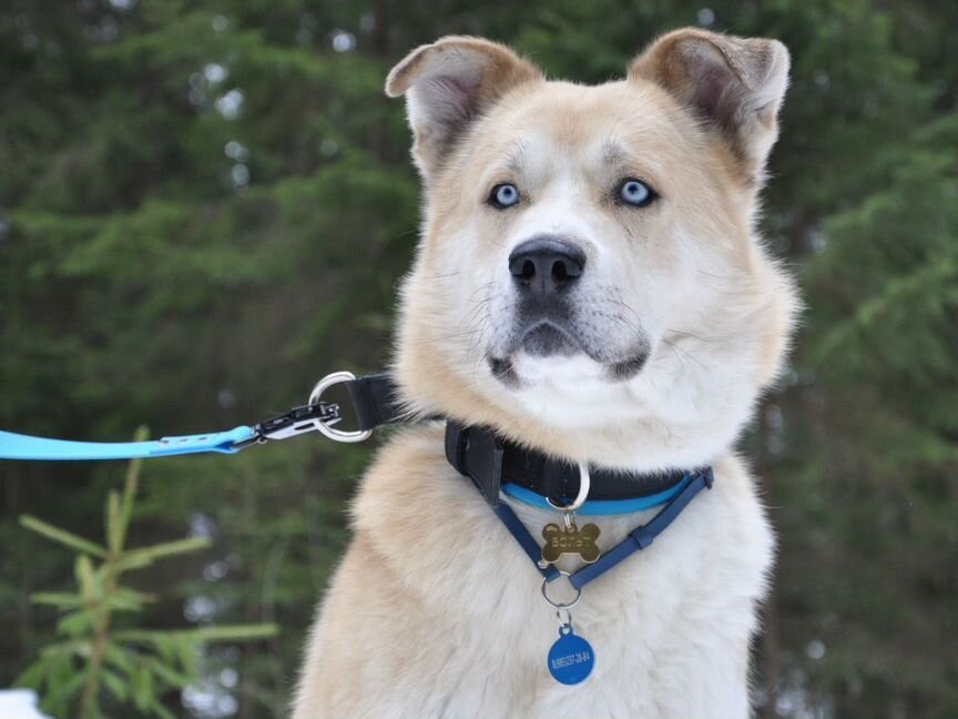 Собака в добрые руки