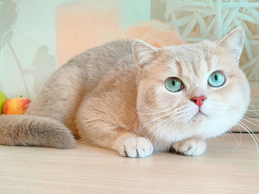 Лиловый золотой затушеванный кот