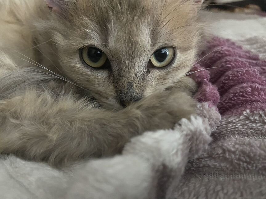 Котенок в добрые руки