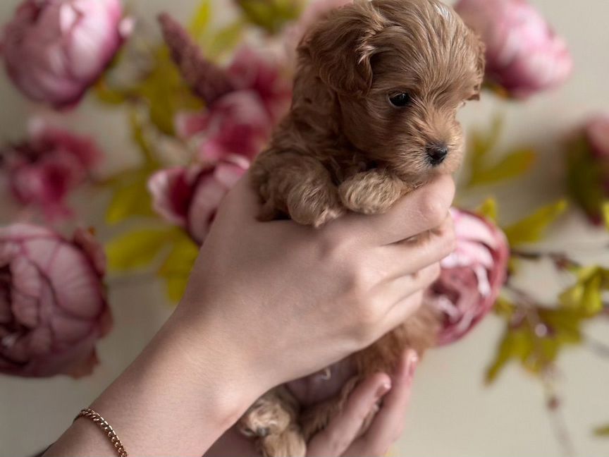 Бронь щенки Мальтипу F1 mini