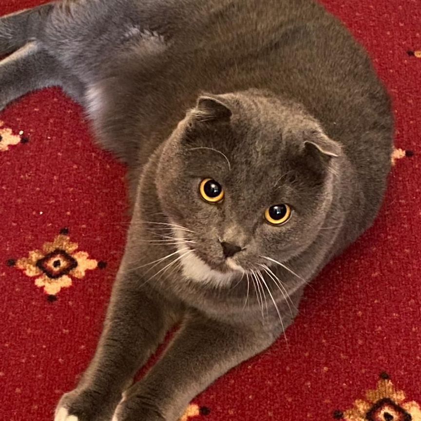 Очаровательный Фред ищет дом