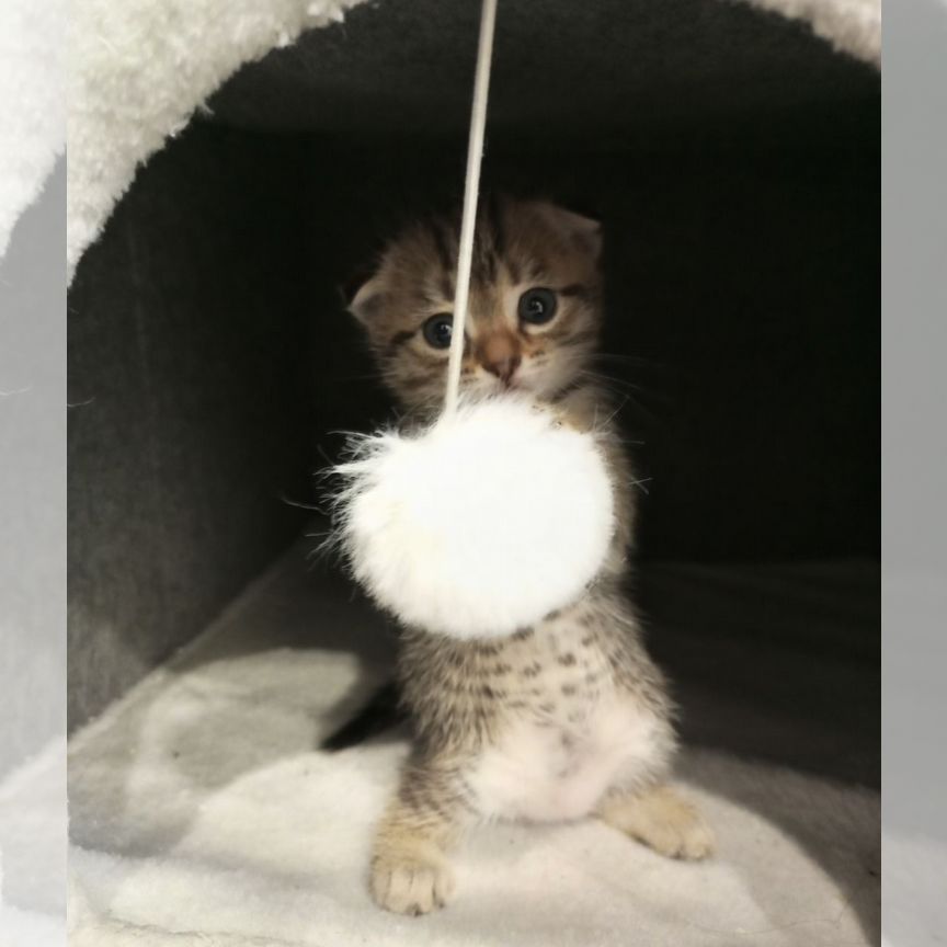 Шотландский вислоухий короткошёрстный котёнок